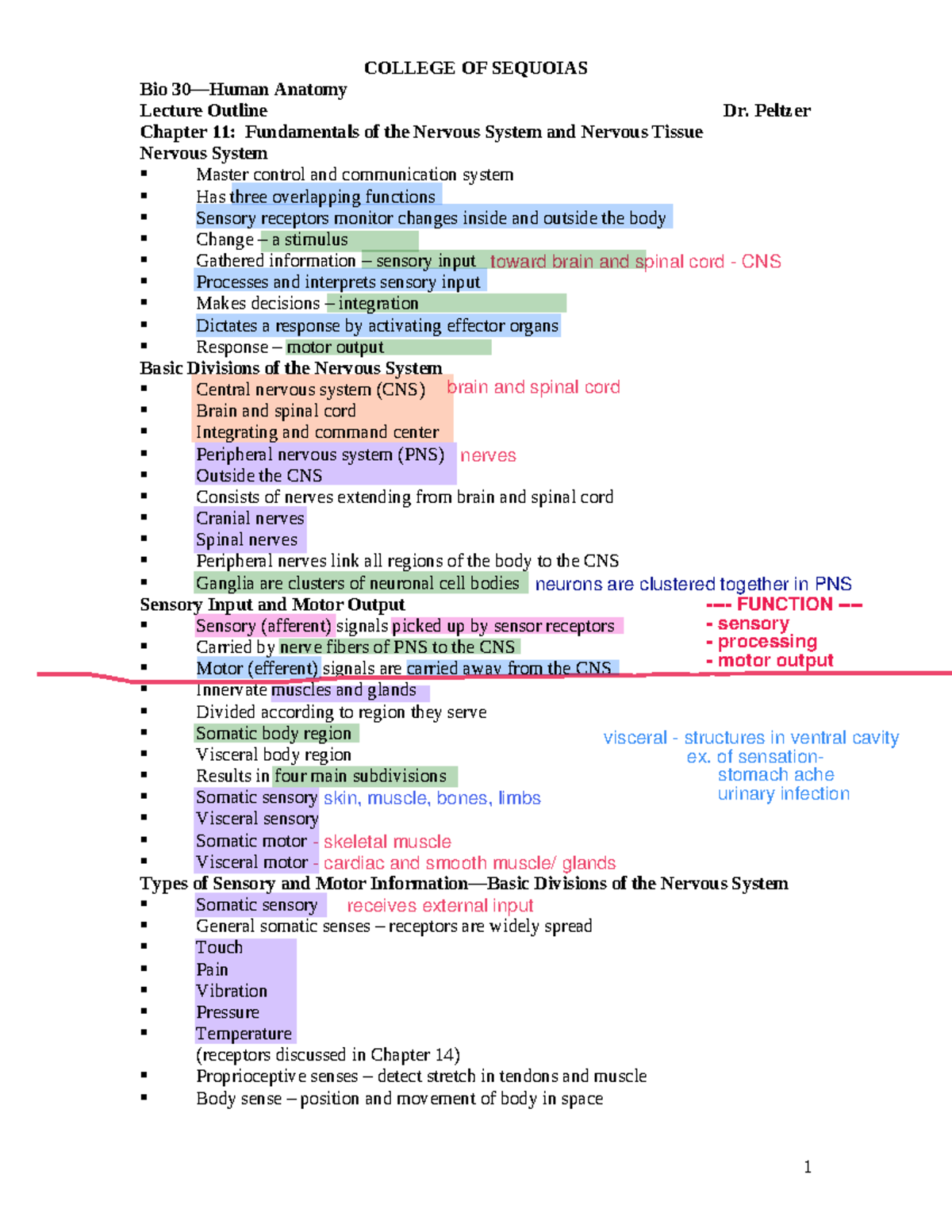 Ch. 11 Outline - Bio 30—Human Anatomy Lecture Outline Dr. Peltzer ...