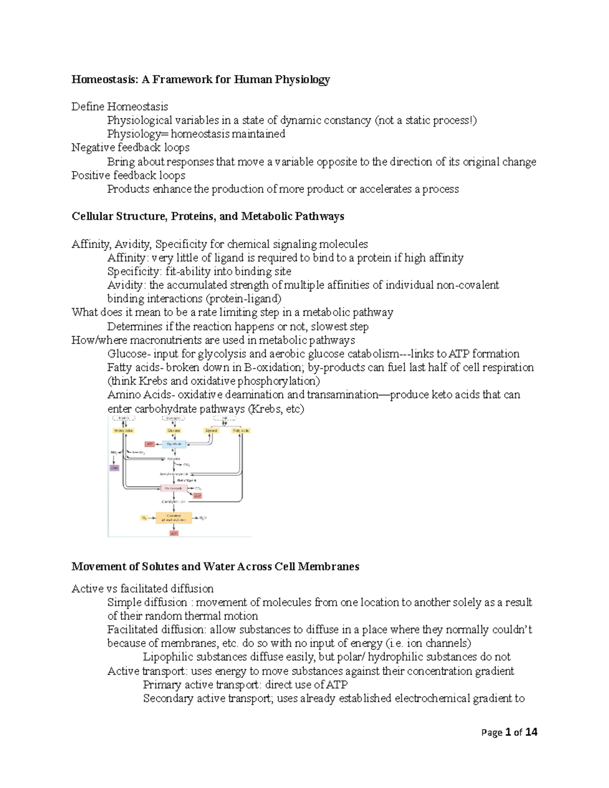 PHA 404 Final Study Guide - Homeostasis: A Framework for Human ...