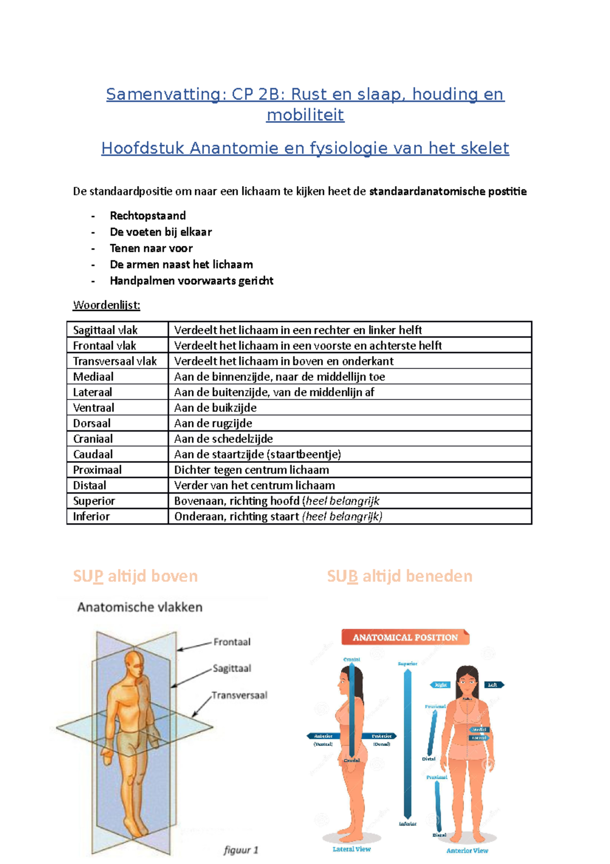 Samenvatting anatomie en fysiologie van het skelet - Samenvatting: CP ...