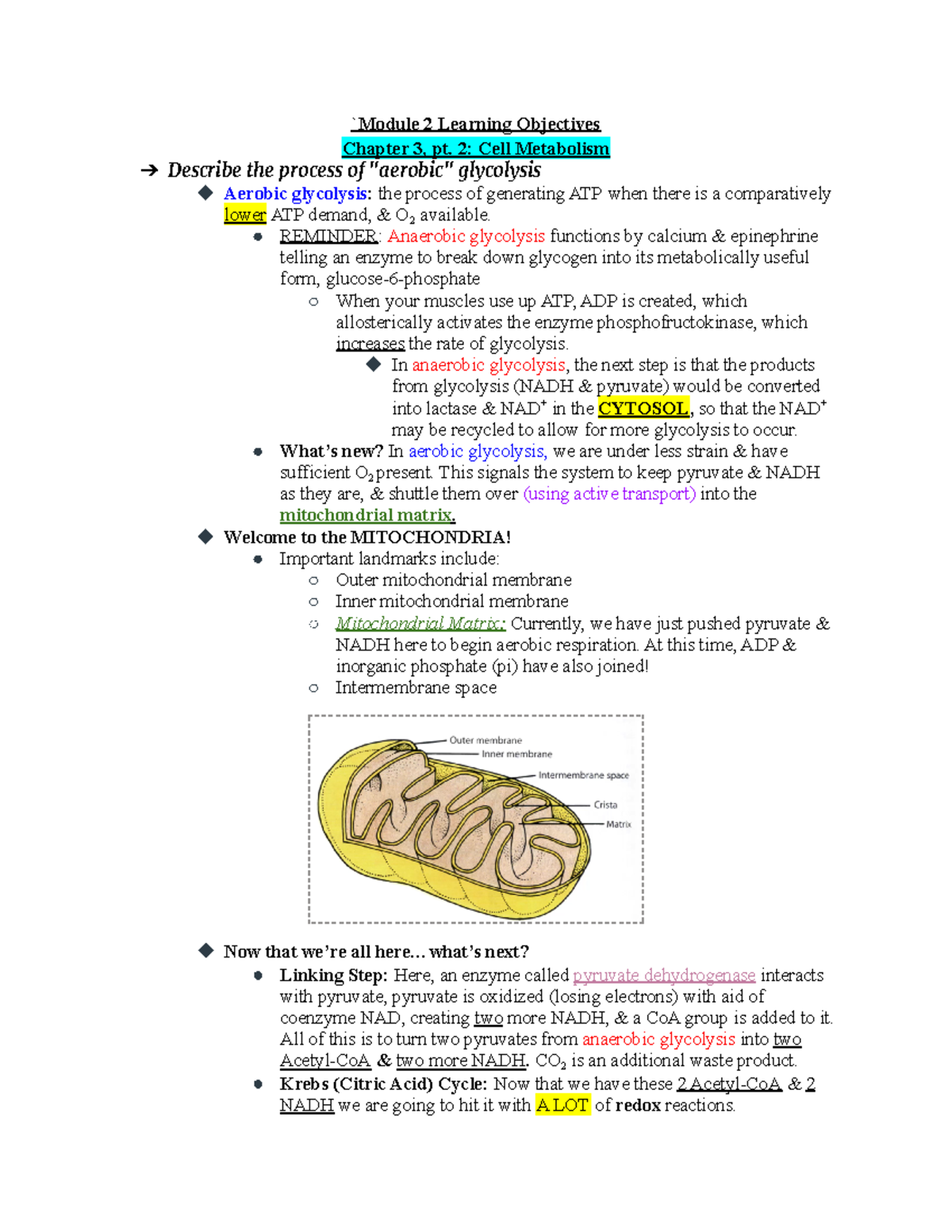 APK Module 2 Study Guide - `Module 2 Learning Objectives Chapter 3, pt ...