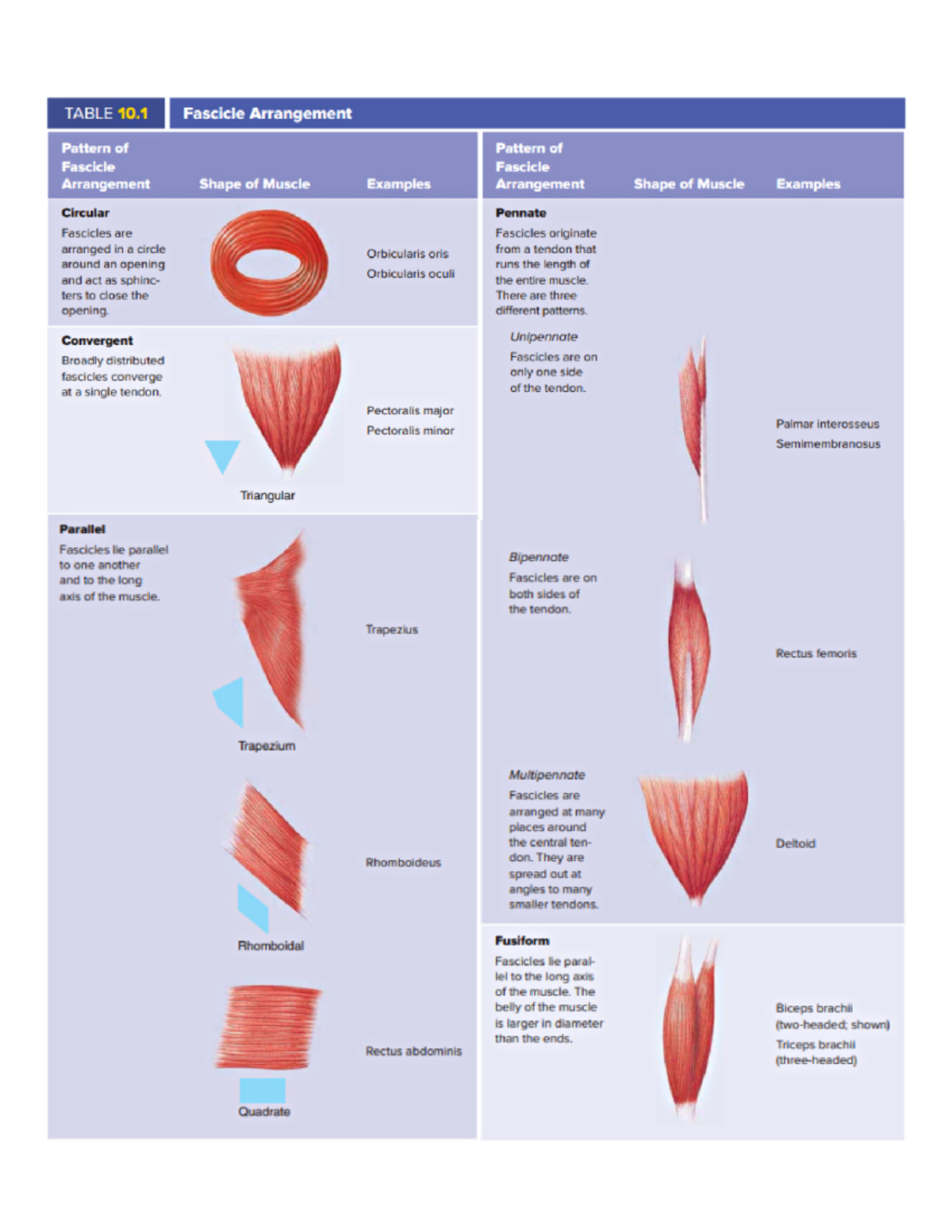 Muscles of the Human body - Anatomy and Physiology - Studocu