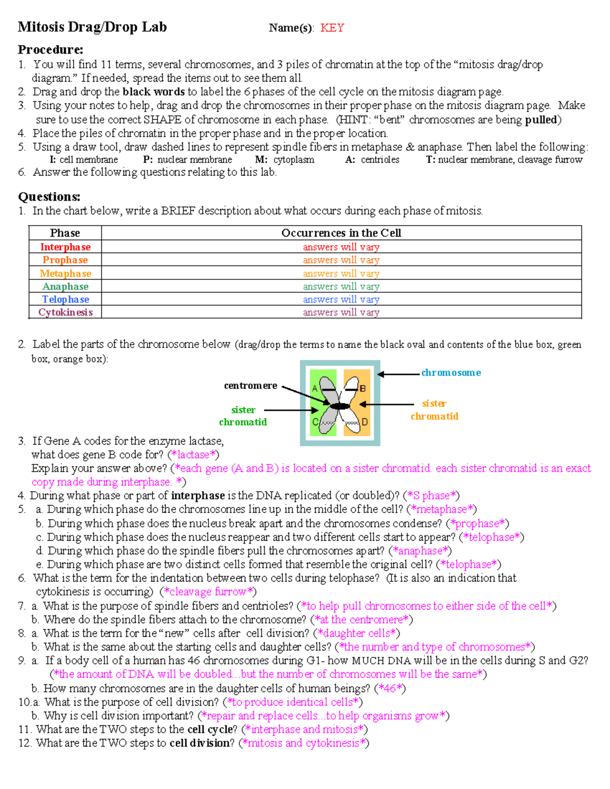 Mitosis drag lab KEY - Mitosis Drag/Drop Lab Name(s): KEY Procedure: 1 ...