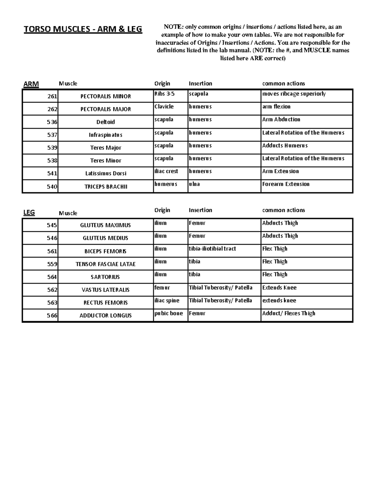 Lab 9 Models - lab 9 notes - 561 BICEPS FEMORIS ilium tibia‐iliotibial ...