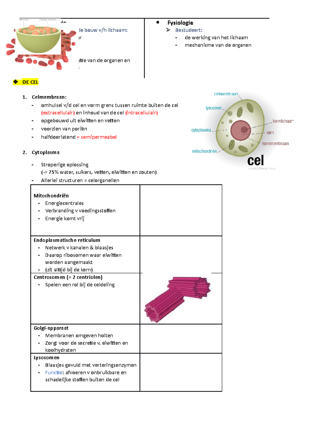 Anatomie de cel - Anatomie Bestudeert de bouw v/h lichaam: Structuur Vorm Ligging Organisatie ...