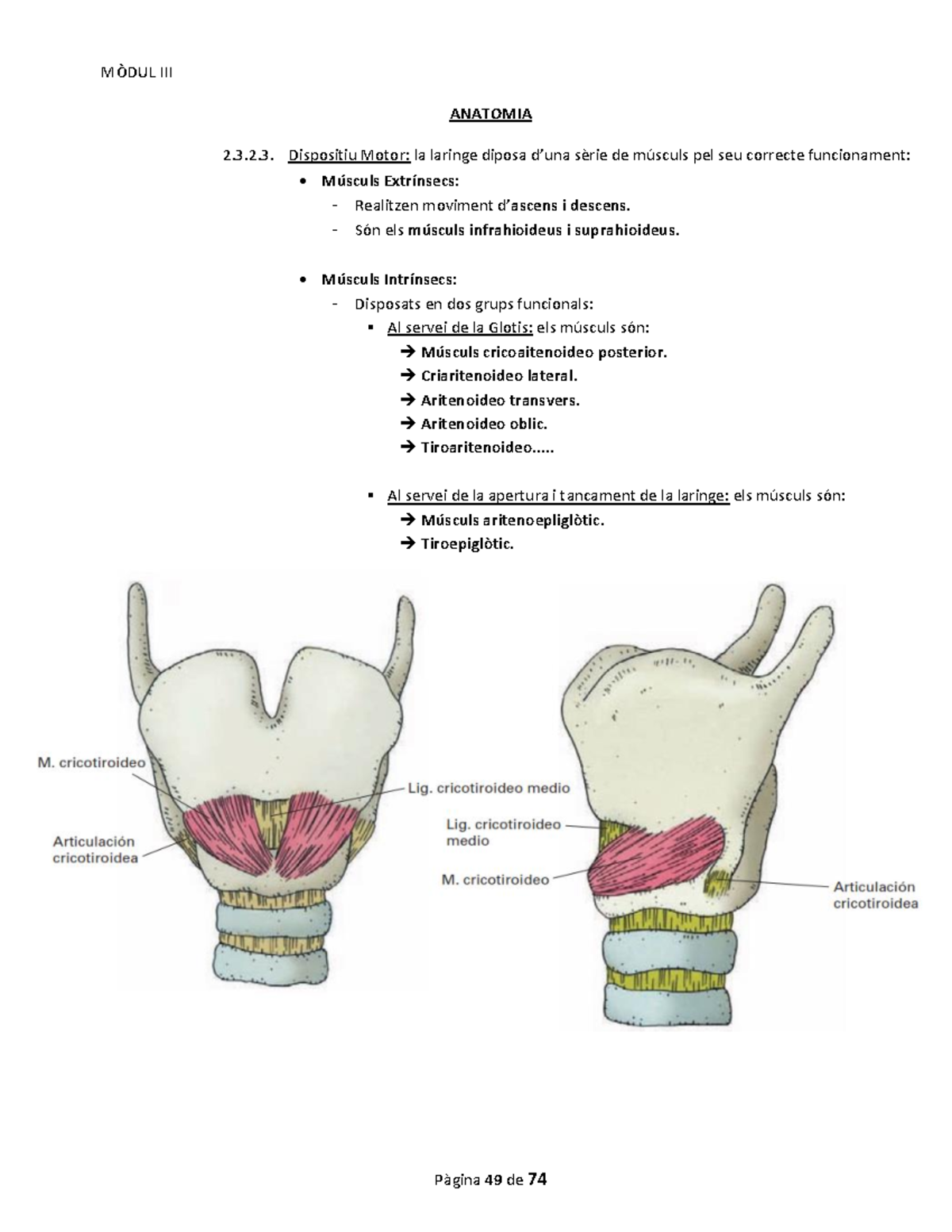 Apunts Mòdul III (Anatomia) Bloc 3 - ANATOMIA 2.3.2. Dispositiu Motor: la laringe diposa de pel ...