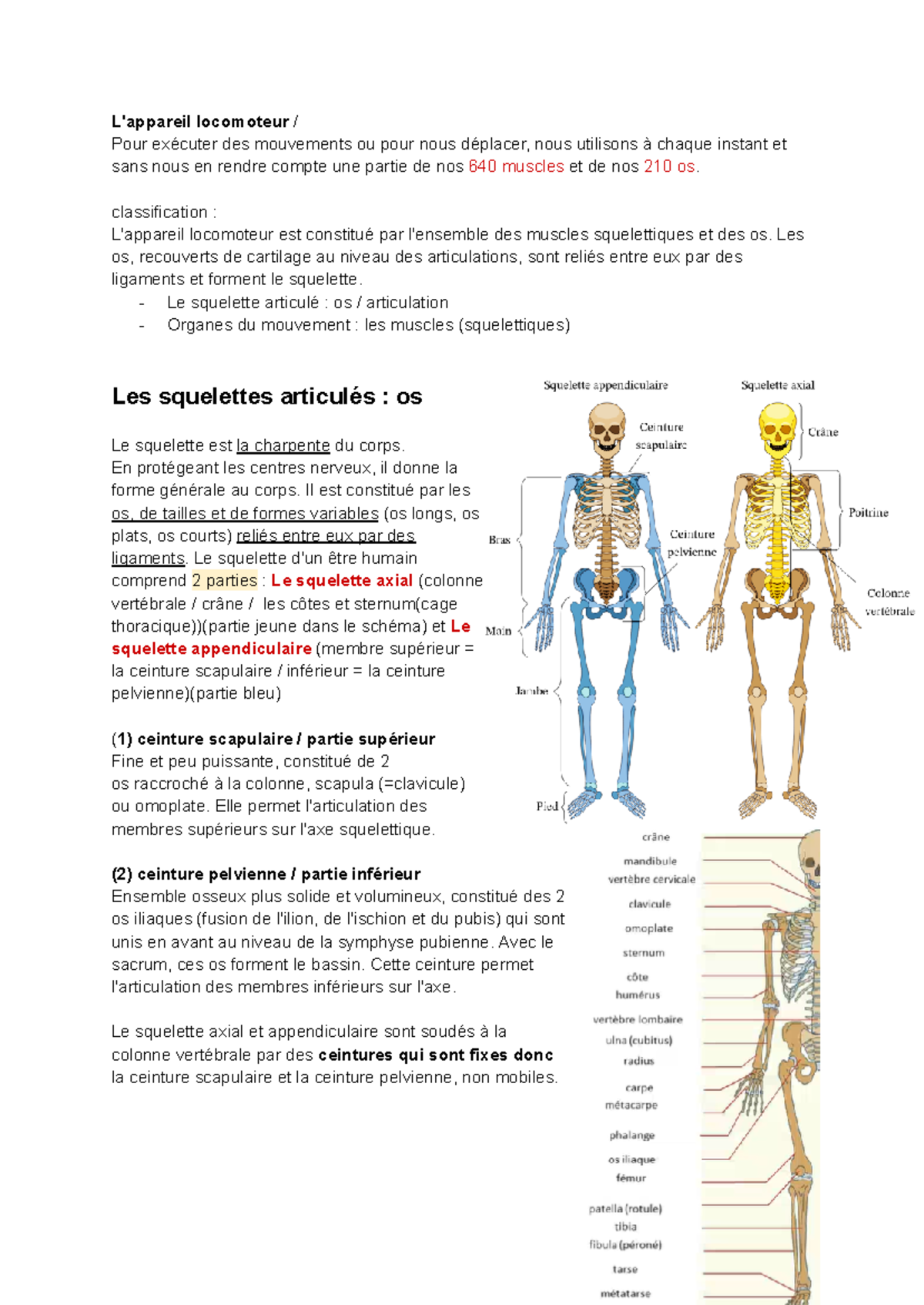 3. L'apparail locomoteur - L'appareil locomoteur / Pour exécuter des ...