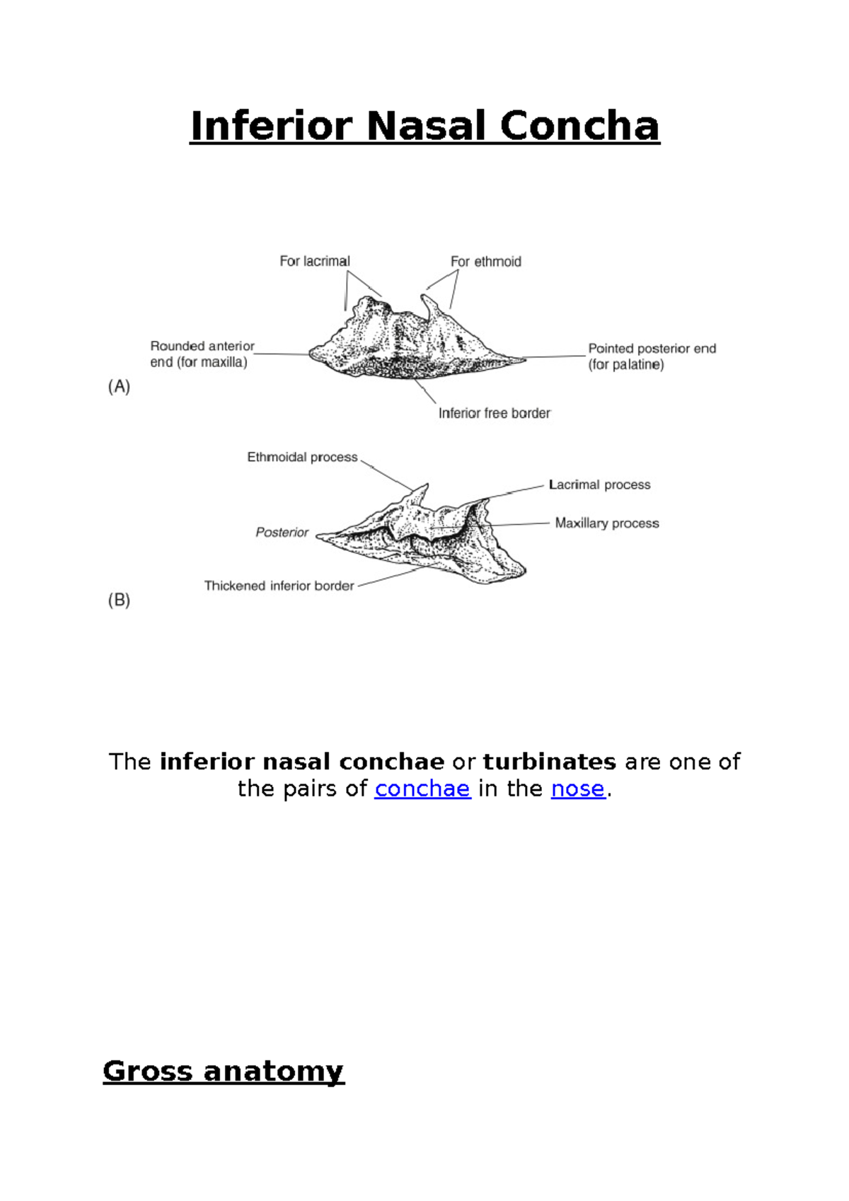 Cranial Bones - Inferior Nasal Concha Bones - Inferior Nasal Concha The ...