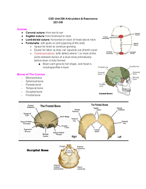 CSD 208 (anatomy) Intro - CSD 208 (anatomy) Intro 1/18-1/ Important ...