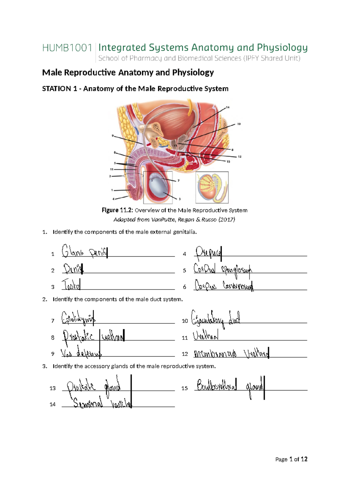 Module 11 lab HUMB1001 - Male Reproductive Anatomy and Physiology ...