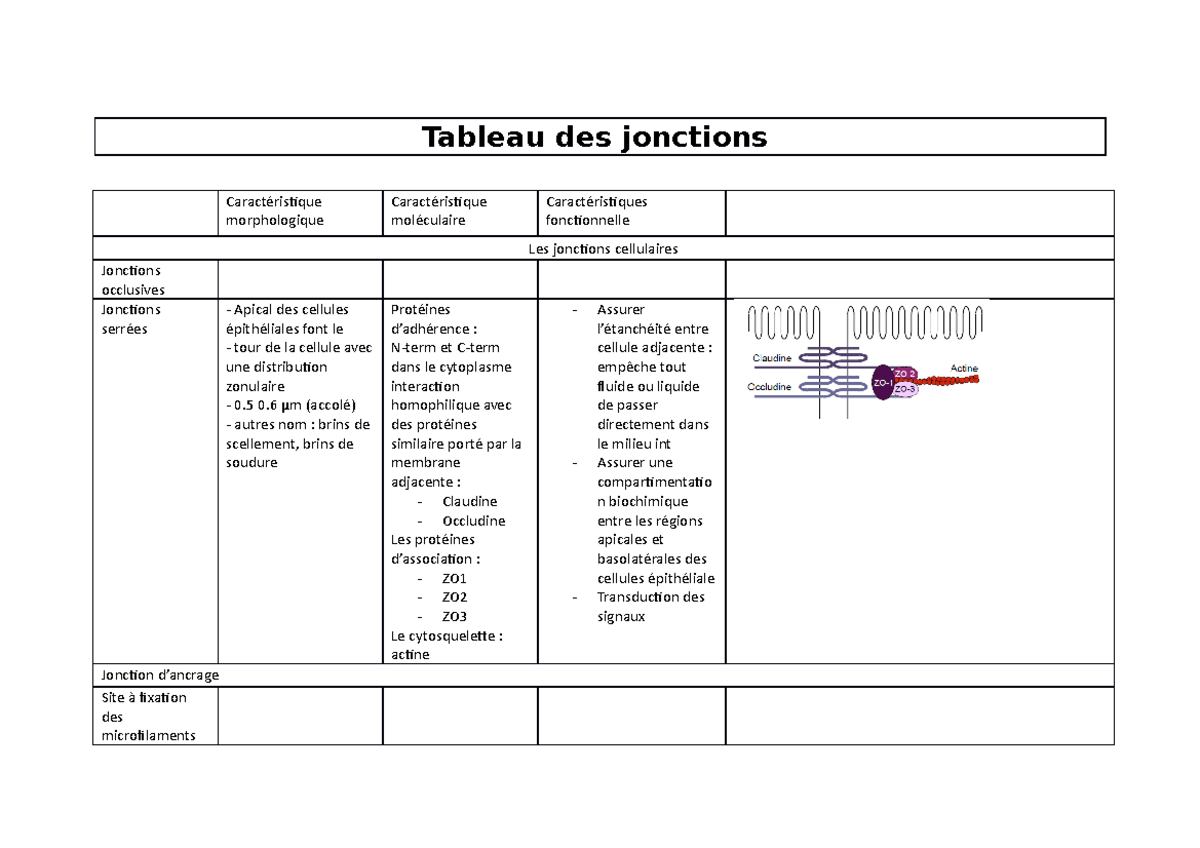 Jonctions cellulaires - Tableau des jonctions Caractéristique ...