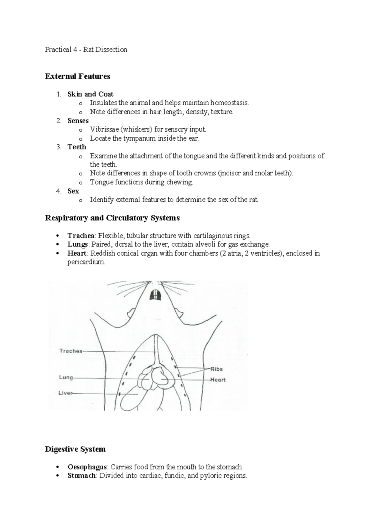 Practical 4 notes - Practical 4 - Rat Dissection External Features 1 ...