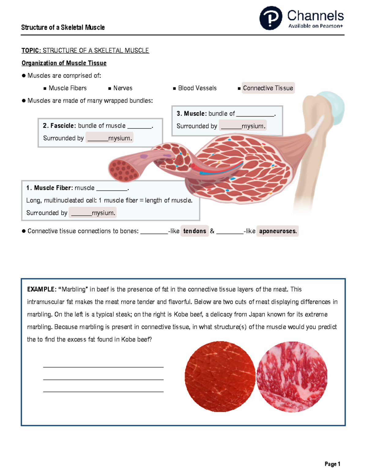 Structure of a Skeletal Muscle-worksheet - ≈ç l Muscles are comprised ...