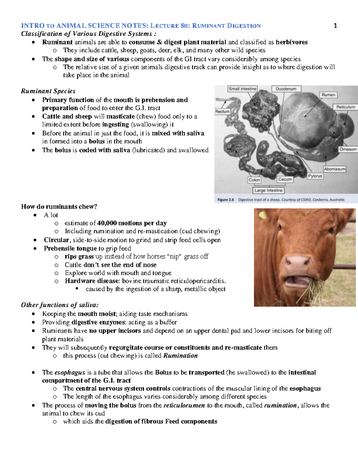 Lecture 8B- Ruminant Digestion - Classification of Various Digestive ...