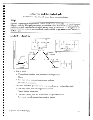 Bio 203 module 9 verify - Verify 1. In most people, plasma cortisol ...
