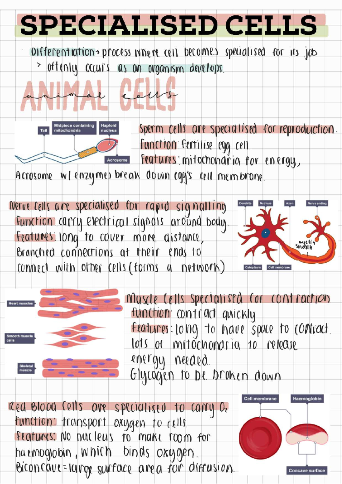 B1 - Cell Biology 231118 121335 3 - SPECIALISED CELLS Differentiation ...