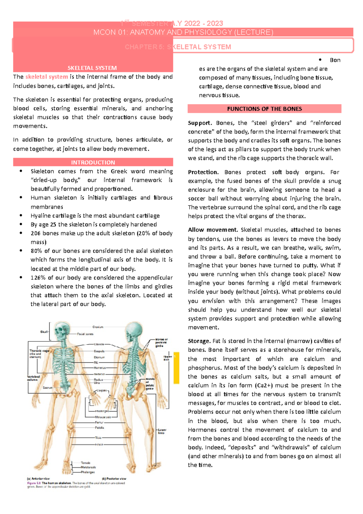 Lesson 4 - none - SKELETAL SYSTEM The skeletal system is the internal ...