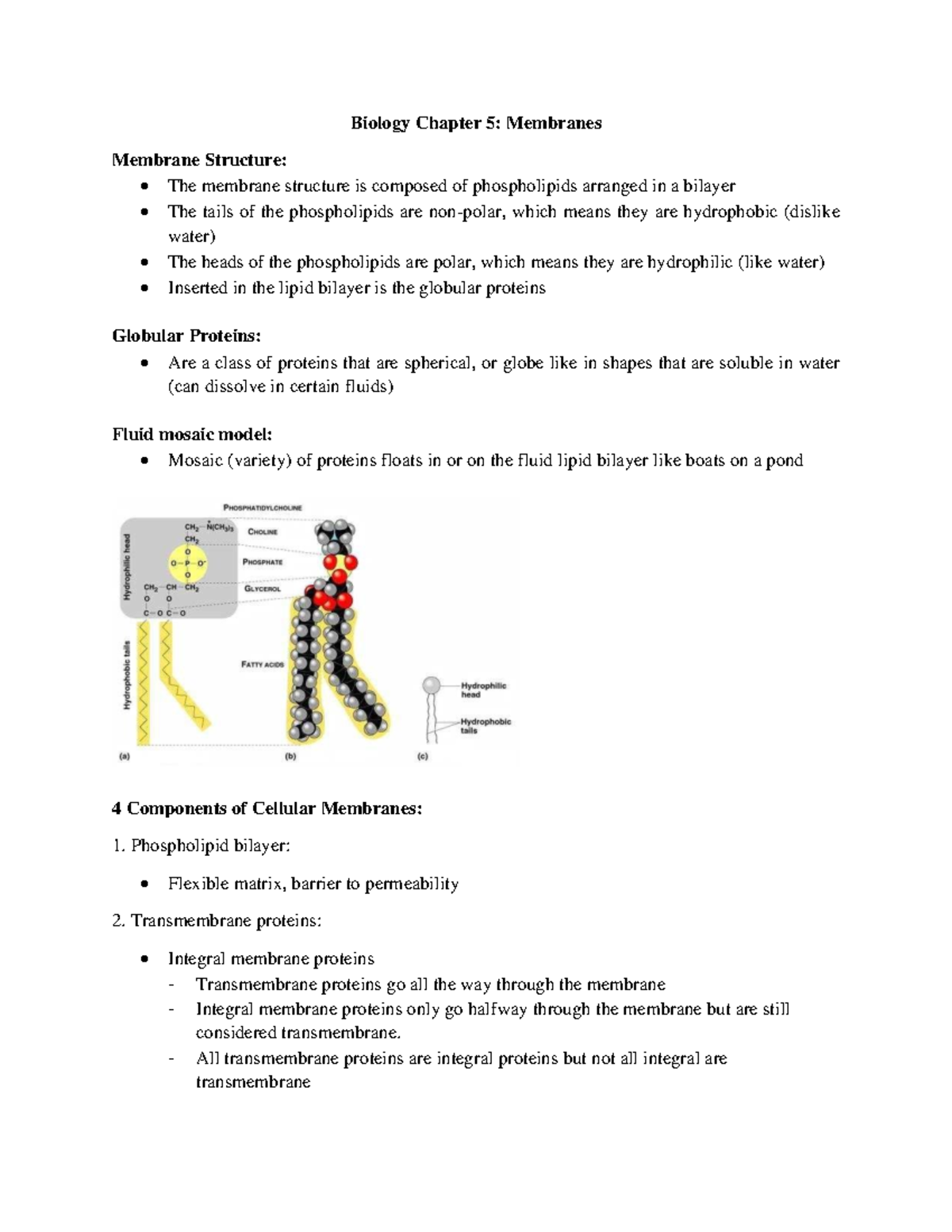 Biology Chapter 5 Membranes - Biology Chapter 5: Membranes Membrane Structure: The membrane ...