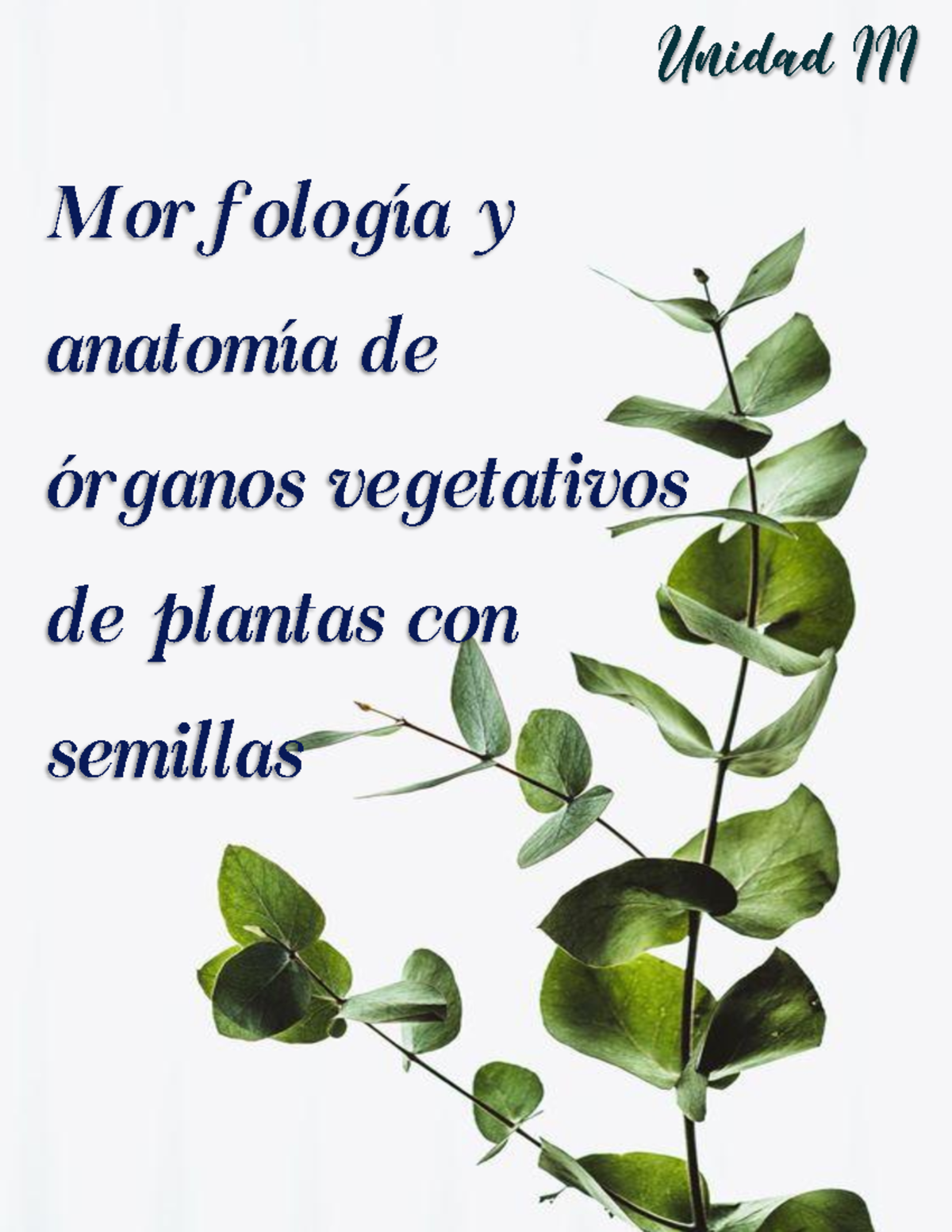 Unidad III. Morfología y Anatomía de órganos vegetativos de plantas ...