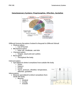 Auditory and Vestibular Systems - Test 1 - Auditory and Vestibular ...