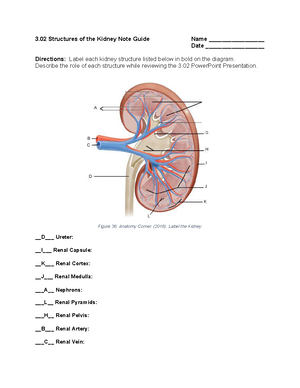 3.02 Structures of the Nephron Note Guide - PowerPoint Presentation ...