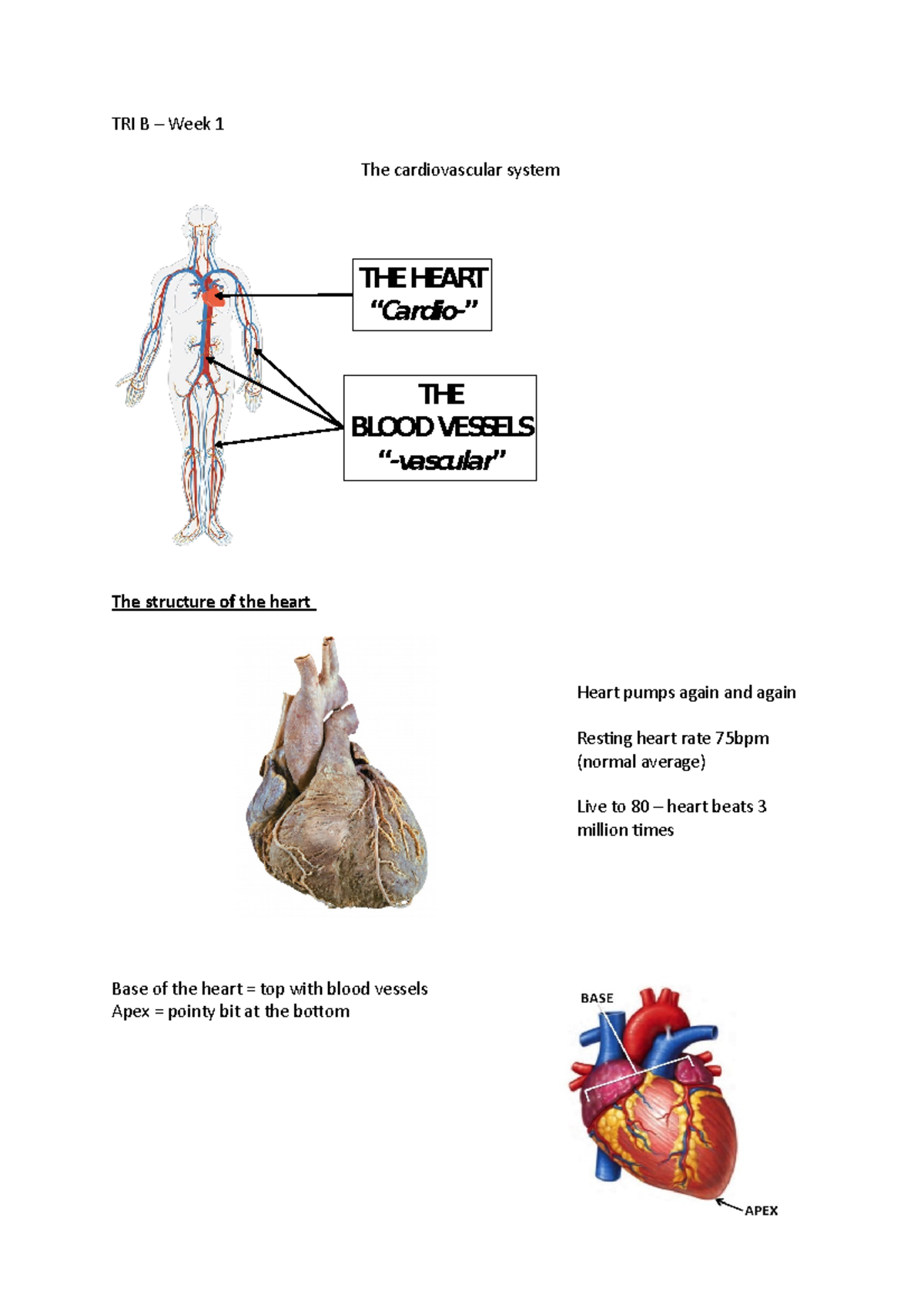 The cardiovascular system - TRI B – Week 1 The cardiovascular system ...