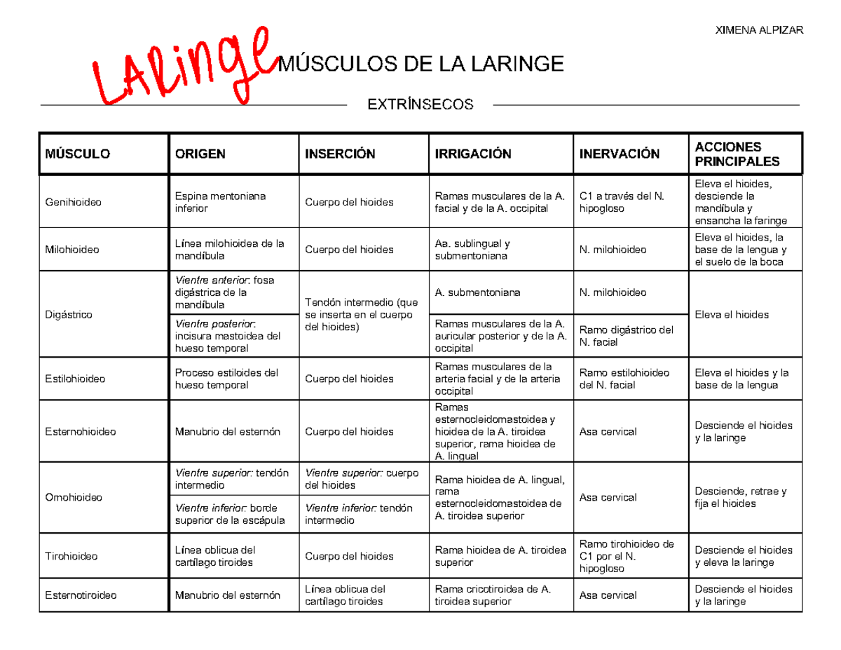 Diagrama Dos Musculos Extrinsecos Da Laringe Anatomiafacial: MUSCULOS