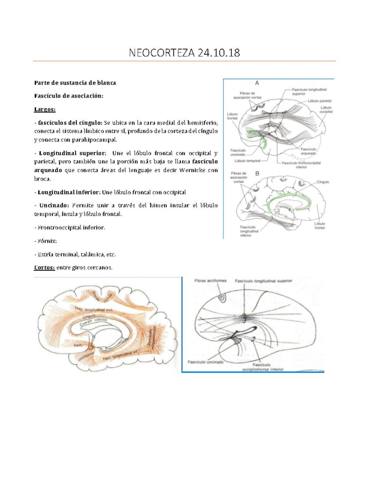 Corteza neuroanato - NEOCORTEZA 24.10 Parte de sustancia de blanca de ...