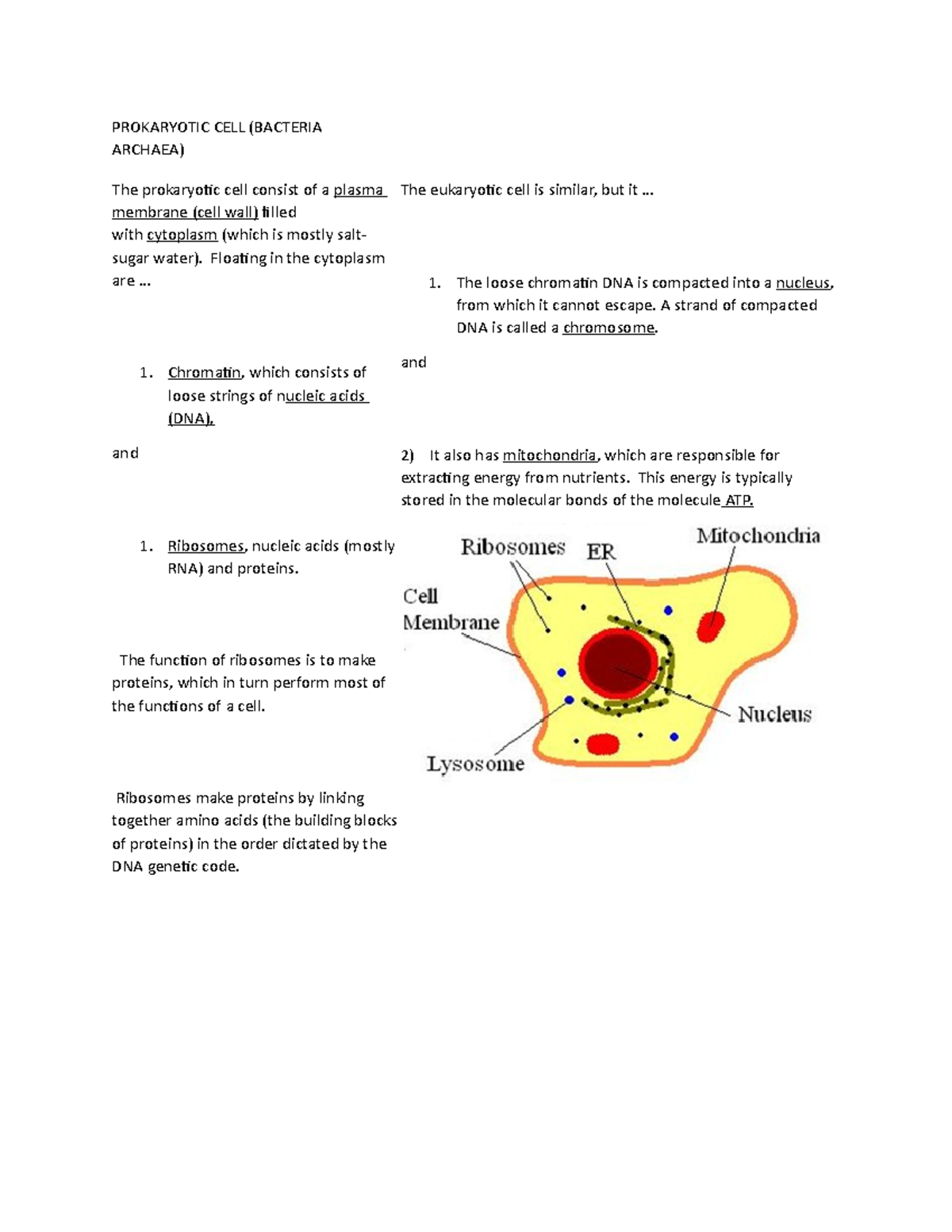 Lecture 2 part 2 - PROKARYOTIC CELL (BACTERIA ARCHAEA) The prokaryotic ...