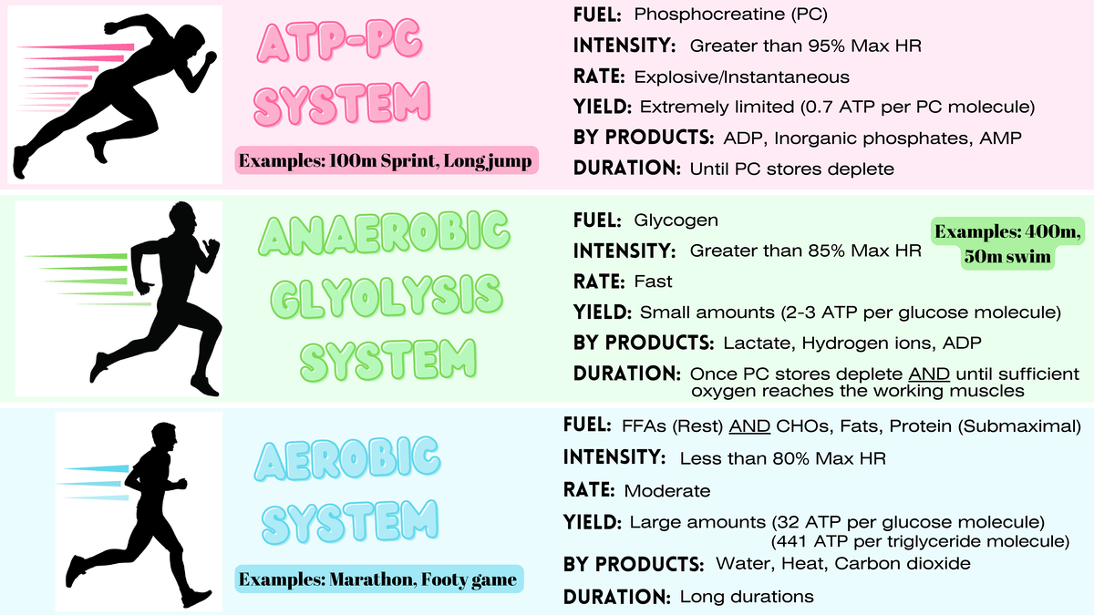 VCE PE - Energy System Characteristics Poster - Atp-PcAtp-Pc System ...