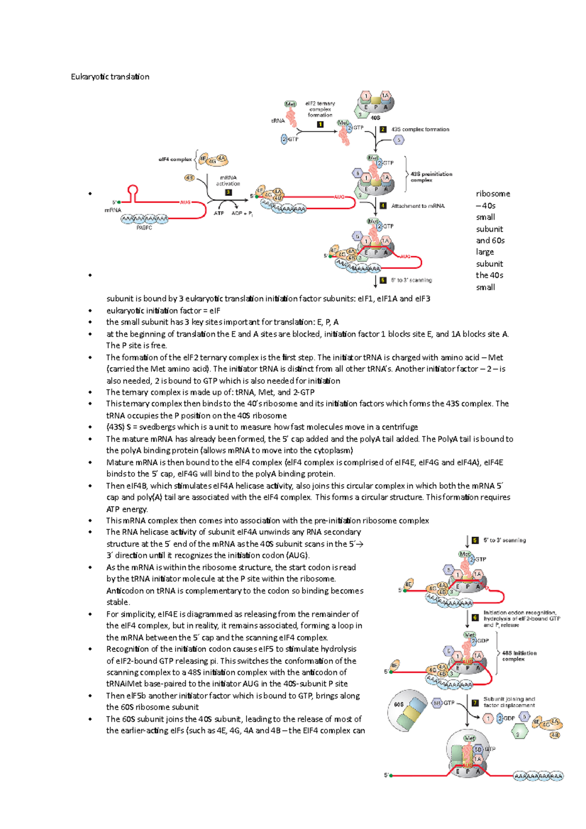 Lecture 4 - Eukaryotic translation - Eukaryotic translation ribosome ...