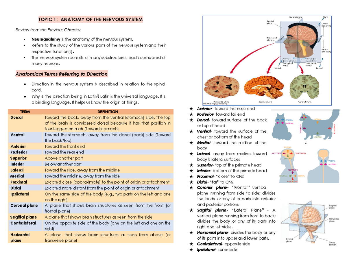 Biopsychology Anatomy OF THE Nervous System - TOPIC 1: ANATOMY OF THE ...