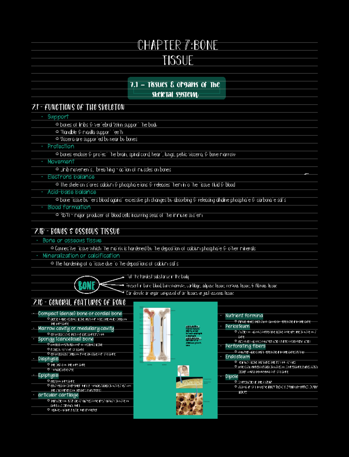Chapter Notes 5 - L Bone Chapter 7:bone tissue • Support Bones of limbs ...