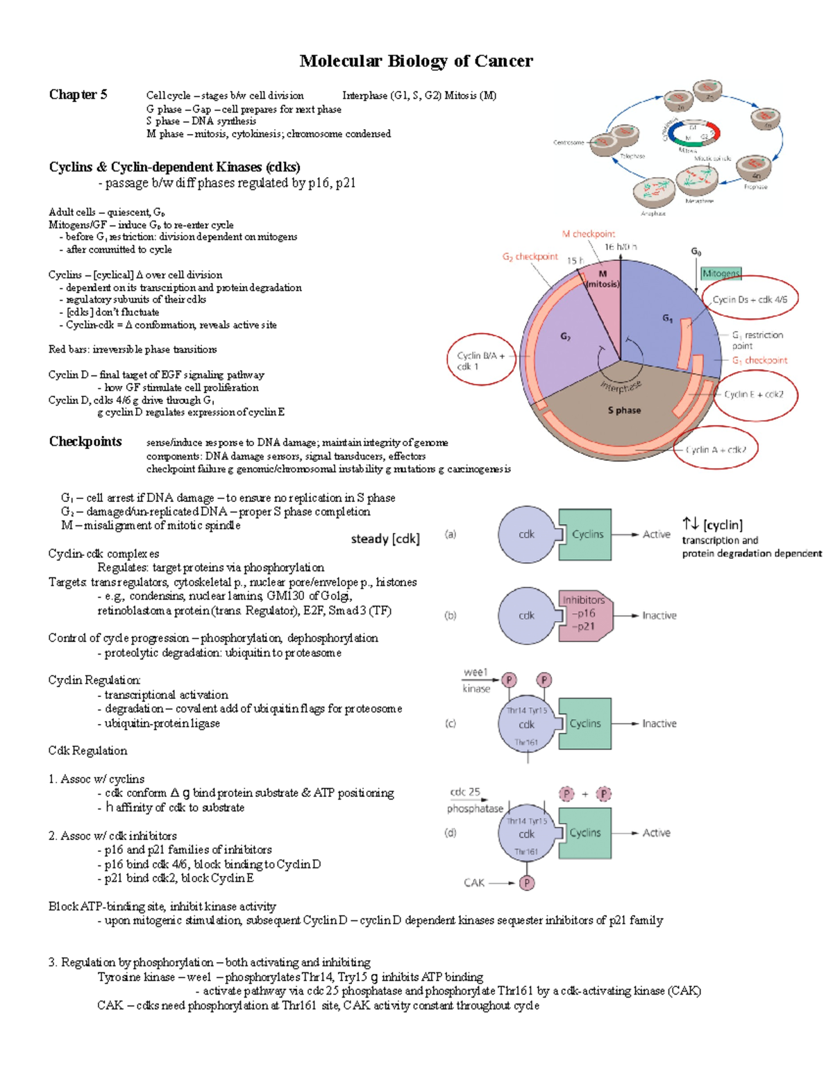 Cancer Biology Pecorino Notes: Chapter 5 - Molecular Biology of Cancer ...
