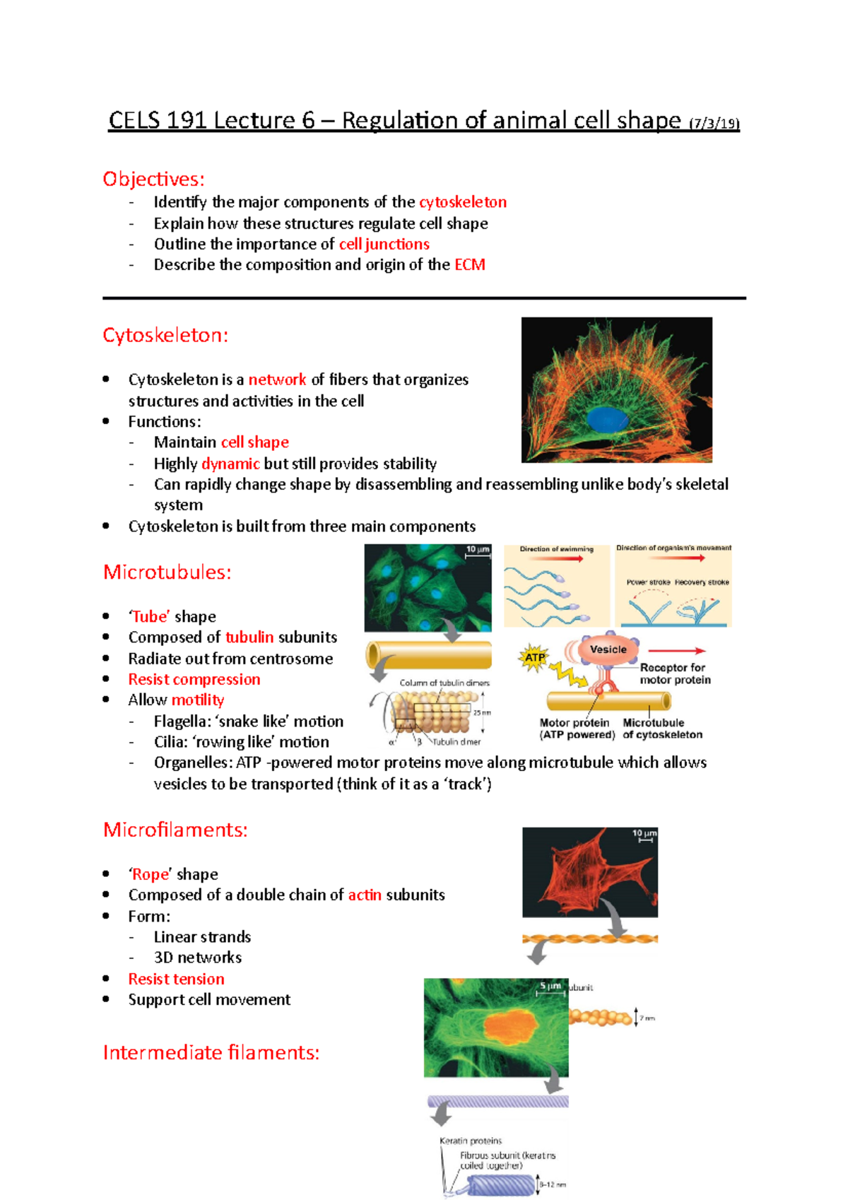 CELS 191 Lecture 6 - CELS191, scored . 97% average - CELS 191 Lecture 6 – Regulation of animal ...