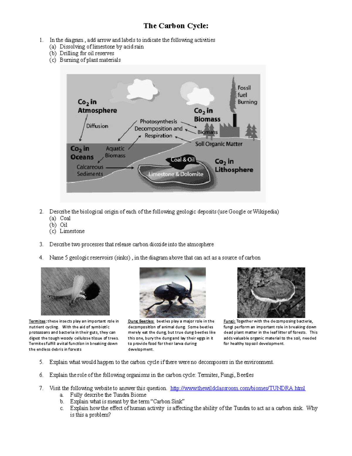 ASSIGNMENT- BIOGEOCHEMICAL CYCLES- CARBON, NITROGEN AND WATER - The ...