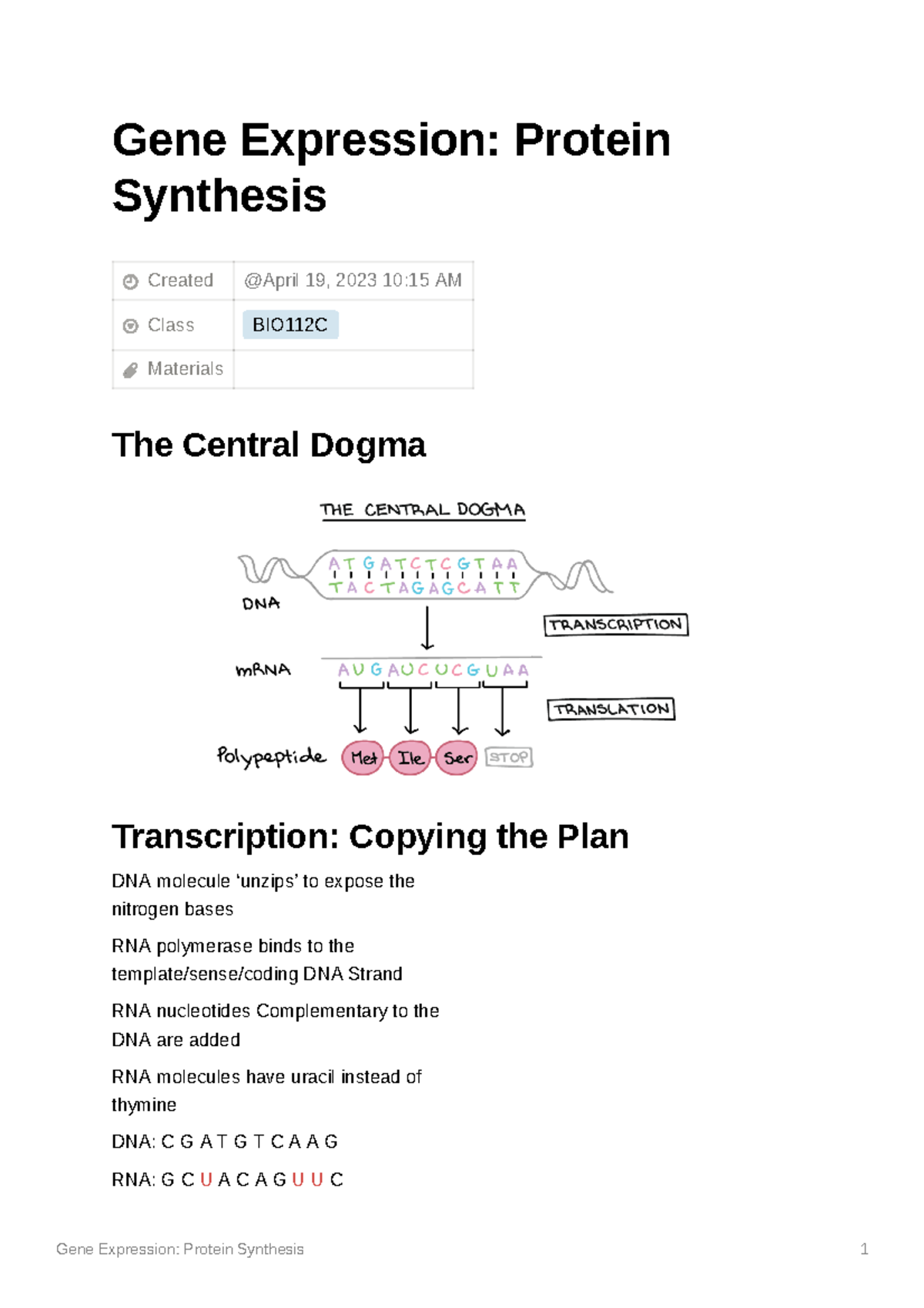 Gene Expression Protein Synthesis - Gene Expression: Protein Synthesis Created Class BIO112C ...