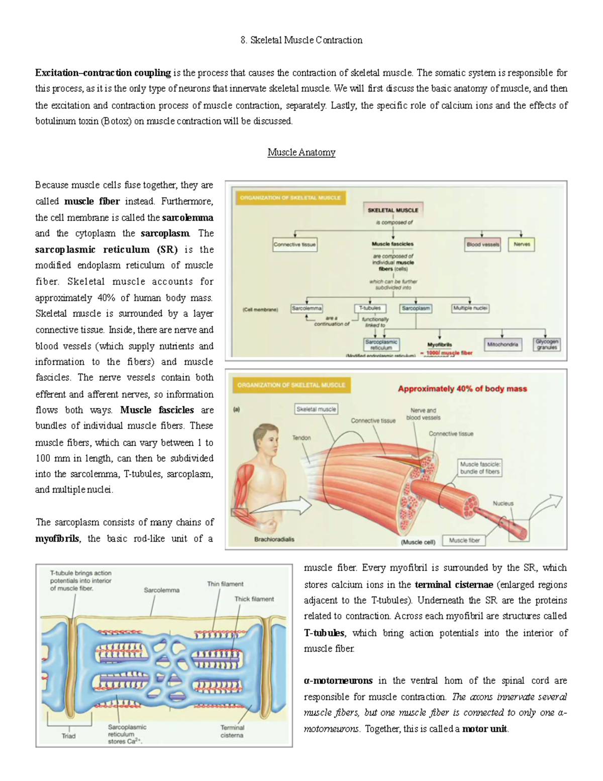 BIO 203 Skeletal Muscle Contraction Summary - Skeletal Muscle ...