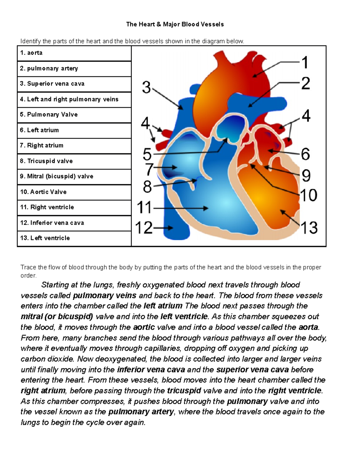 The Heart Major Blood Vessels - The Heart & Major Blood Vessels ...