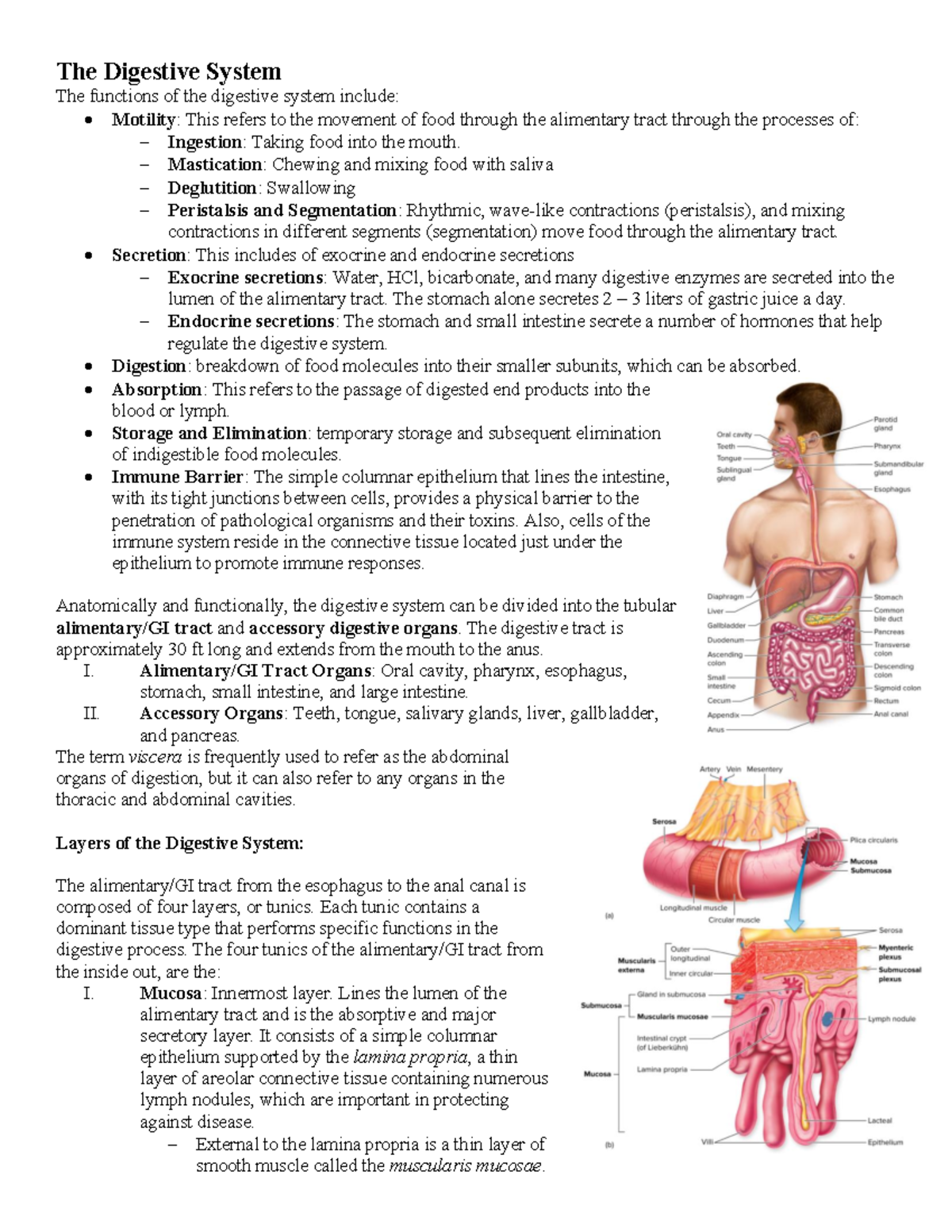 Digestive System - Intermediate Human Physiology Instructor: Meng Wang ...