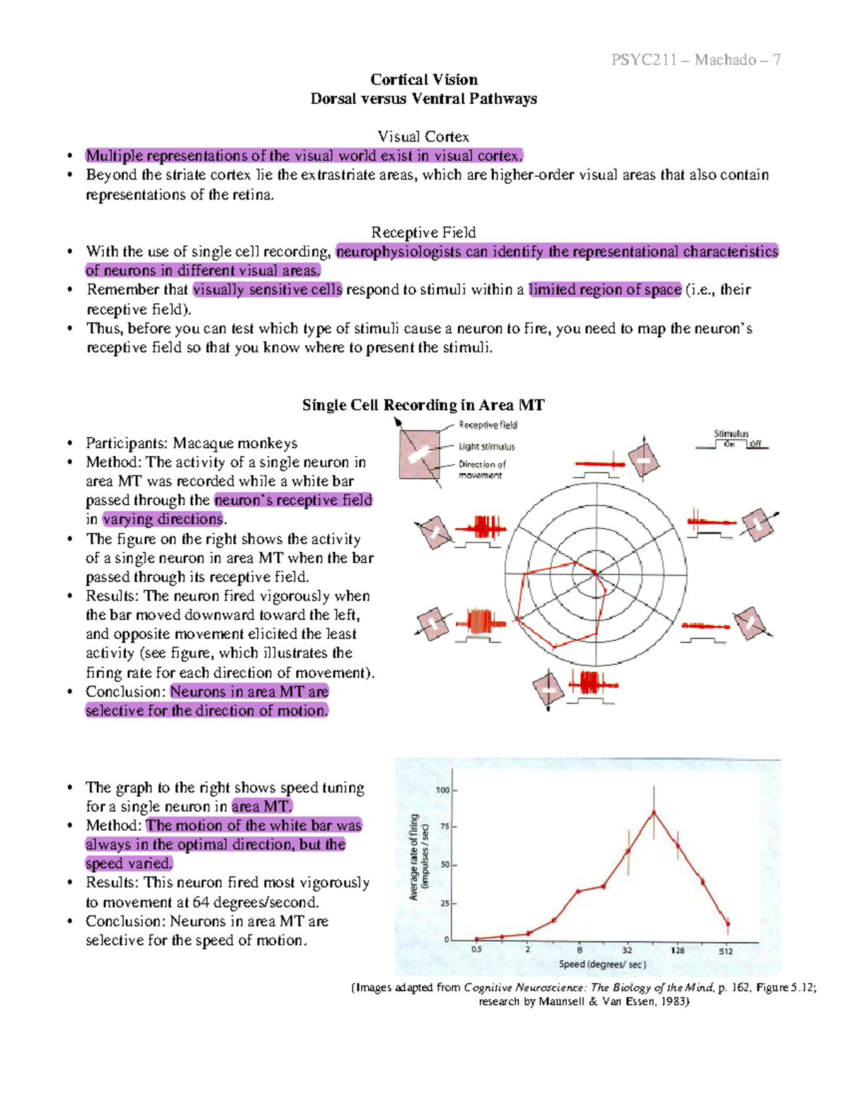 7. Cortical Vision - notes - PSYC211 – Machado – 7 Cortical Vision ...
