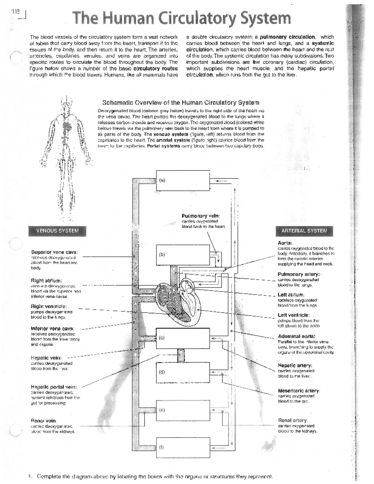 Circulatory system packet - 118 The Human Circulatory System The blood ...