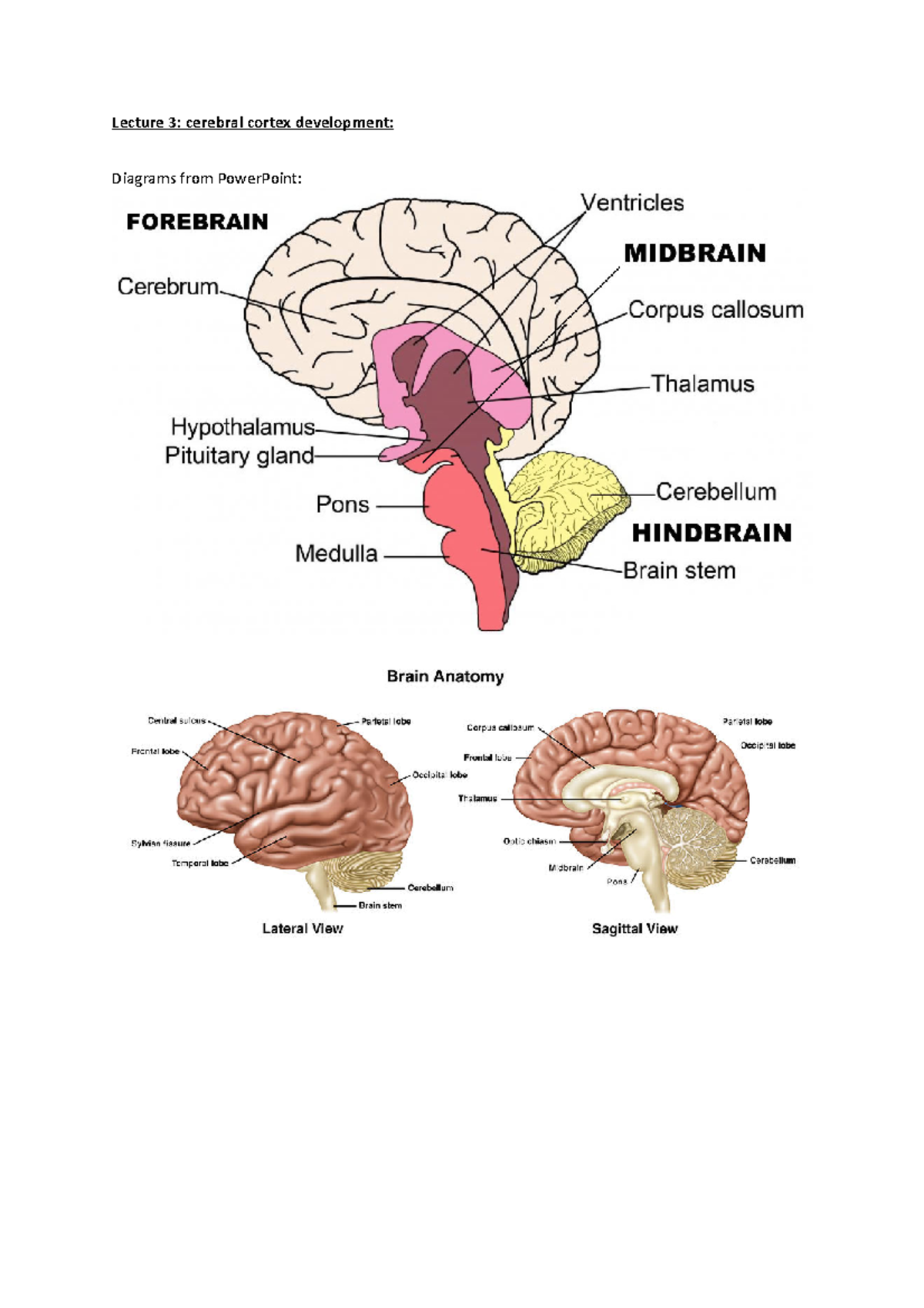 Lecture 3 cerebral cortex development - Lecture 3: cerebral cortex ...