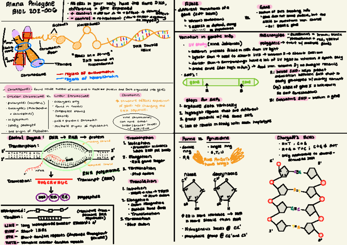 Exam 1 Study Guide - N/A - Alana Philogene - All cells in your body ...