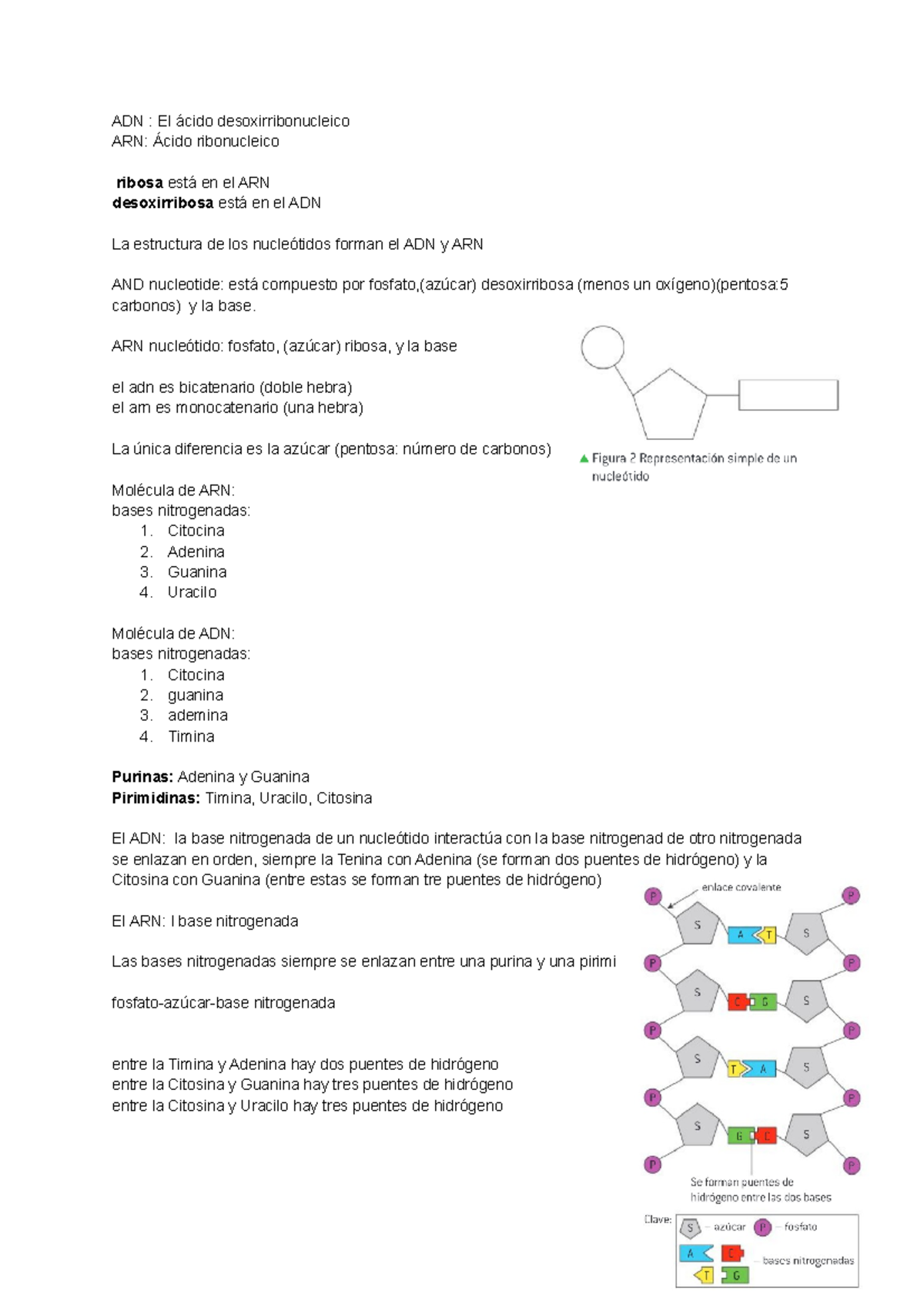 2.6 estructura del ADN y del ARN - ADN : El ácido desoxirribonucleico ...