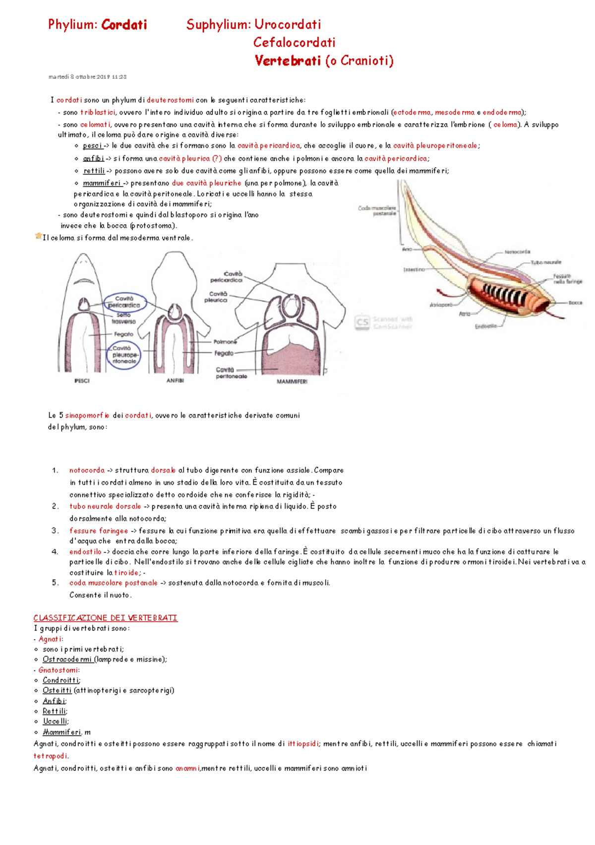Anatomia Comparata - Phylium: Cordati Suphylium: Urocordati ...