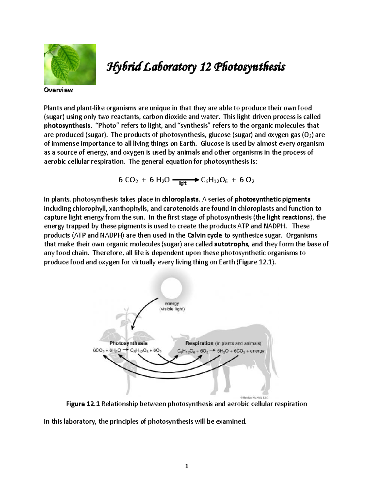 Bio lab week 12 - course work - Overview Plants and plant‐like ...