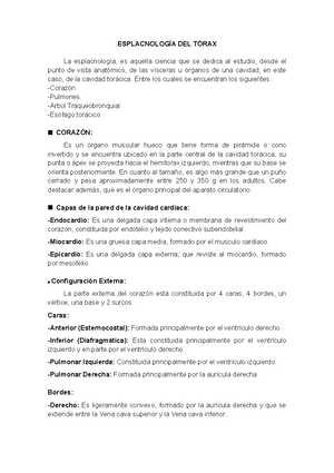 Anatomia del Abdomen - LÌneas LÌnea MedioClavicular. Ω Ligamento ...