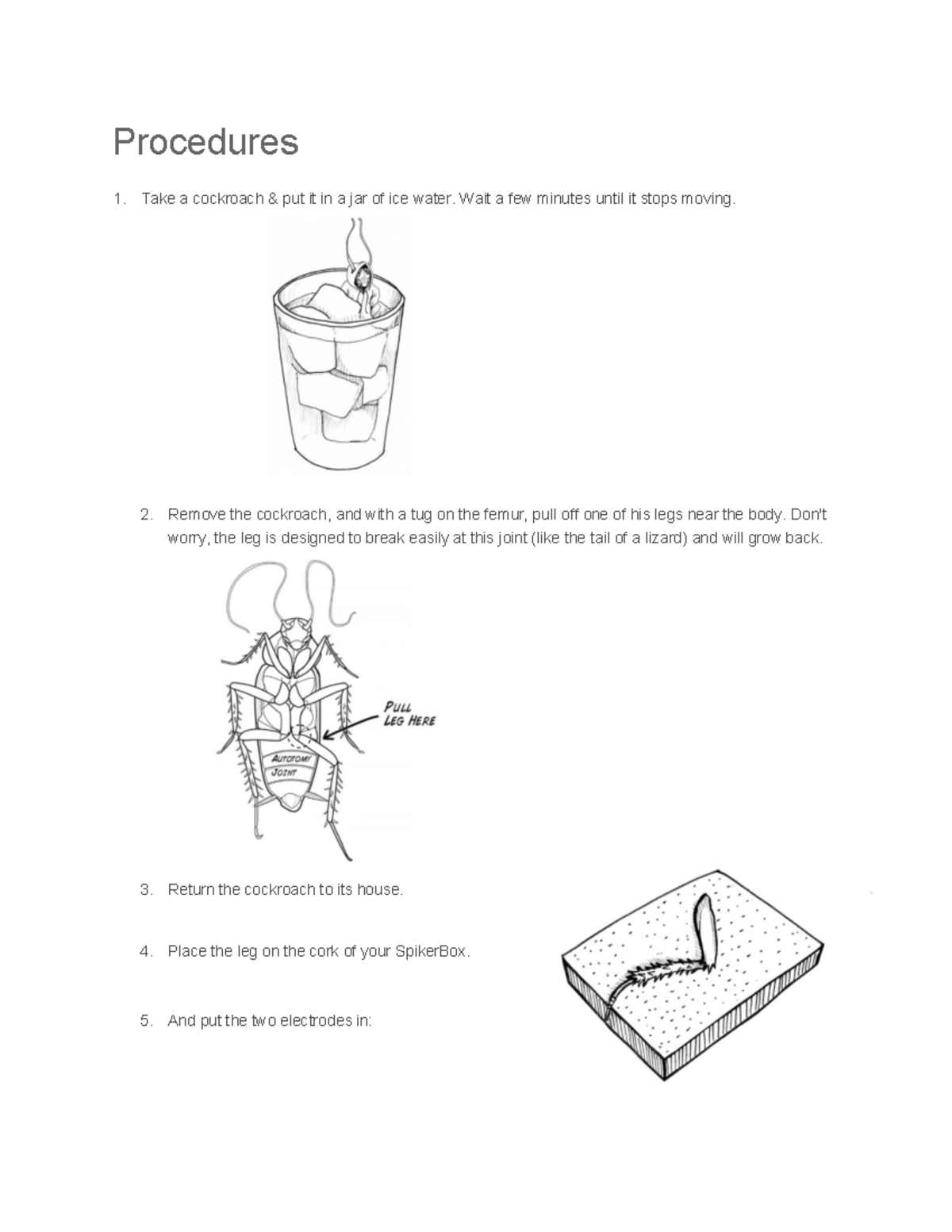 NEUR2500 Cockroach Lab - Procedures Take a cockroach & put it in a jar ...