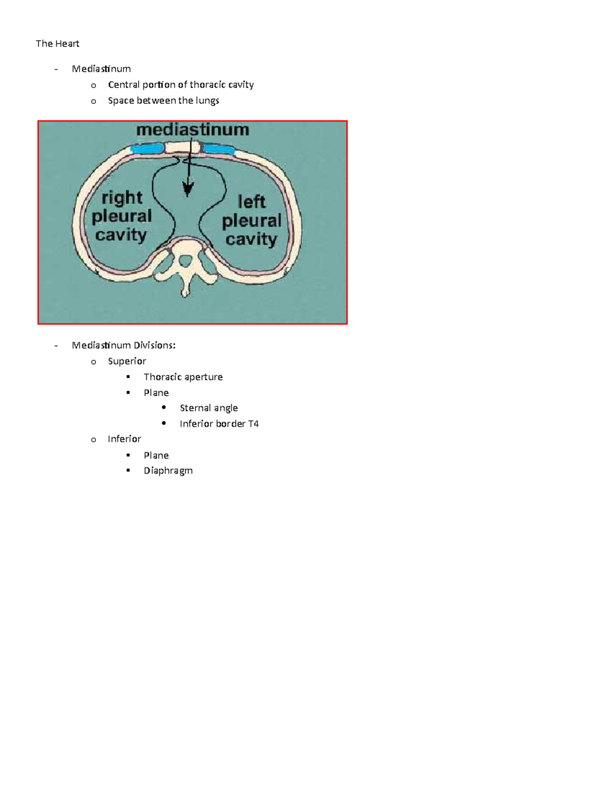 Summary Netter's Anatomy lecture the heart - The Heart Mediastinum o ...