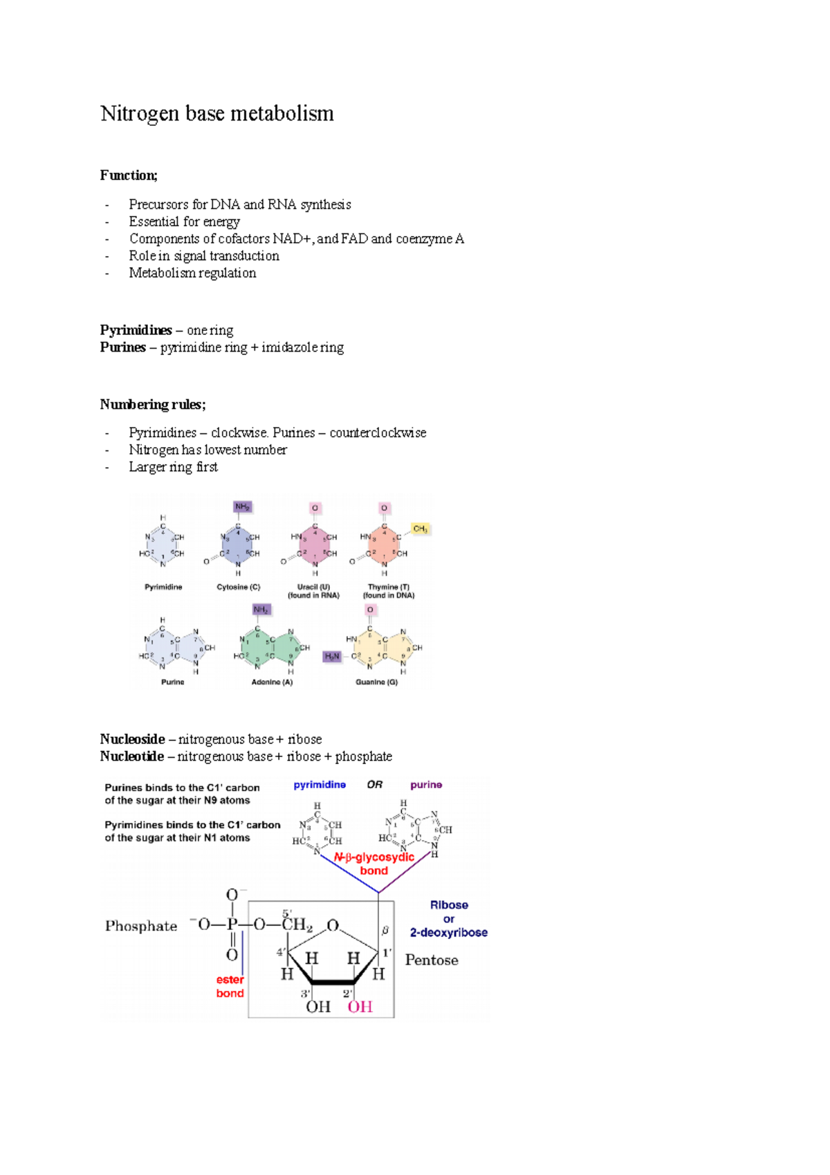 12 Nitrogen base metabolism - Nitrogen base metabolism Function ...